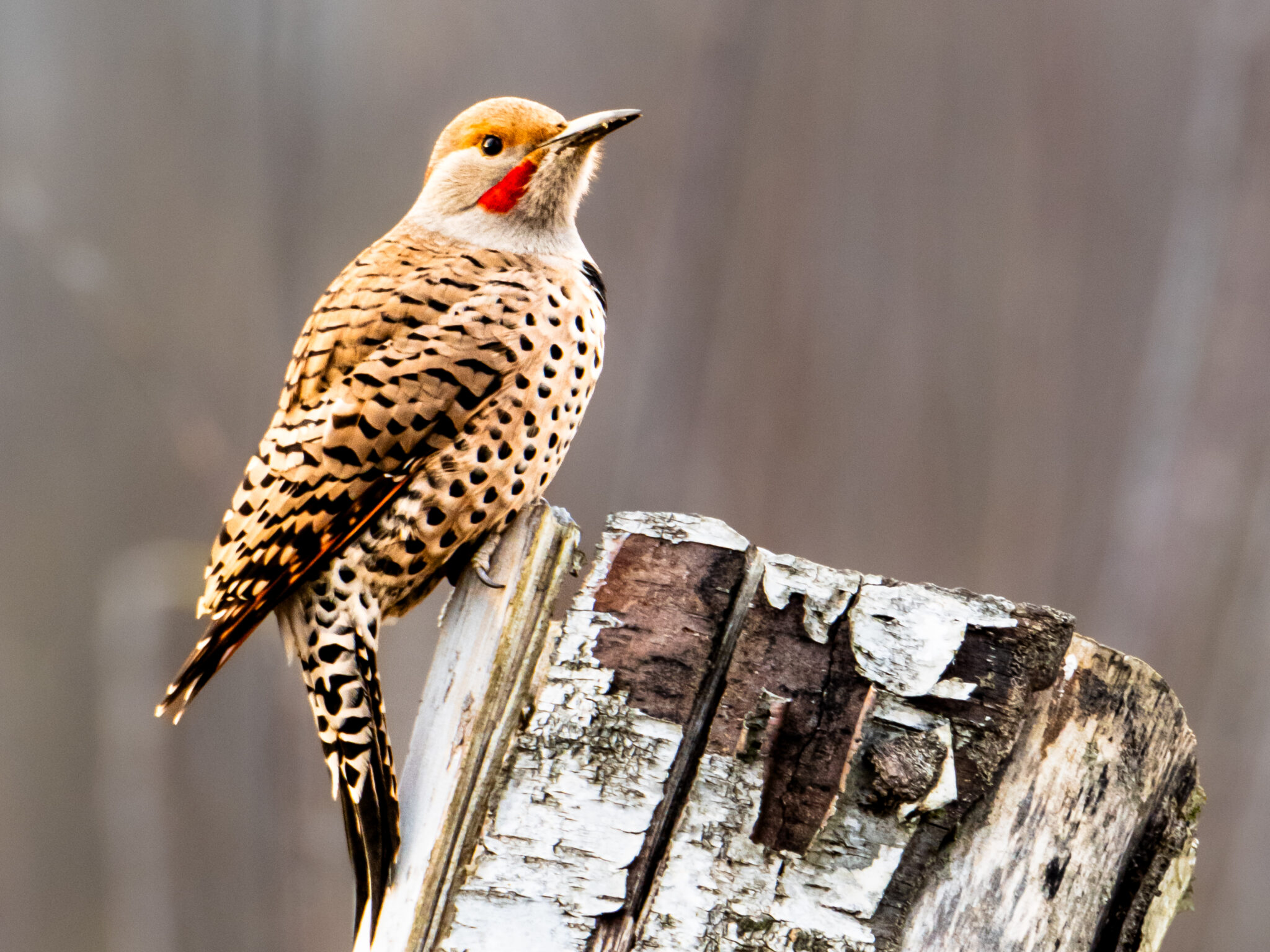 10 Most beautiful birds in Vancouver - George Photography